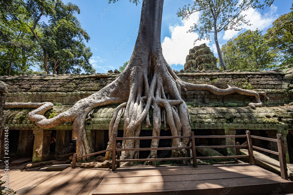 The famous Strangler fig tree growing on the ruins of Ta Prohm temple ...