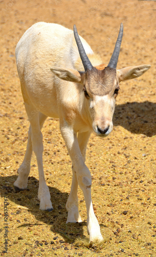 addax (Addax nasomaculatus), also known as the white antelope and the ...