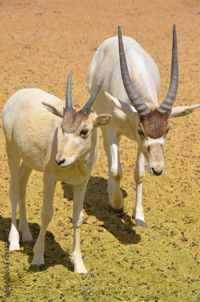 addax (Addax nasomaculatus), also known as the white antelope and the ...