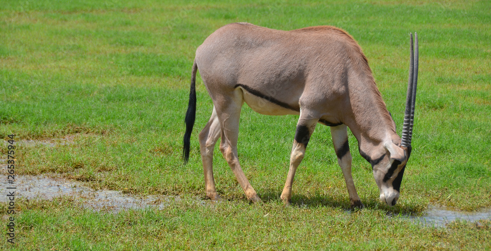 The East African oryx (Oryx beisa), also known as the beisa is a ...