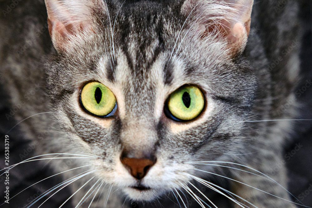 Cat Asking Question