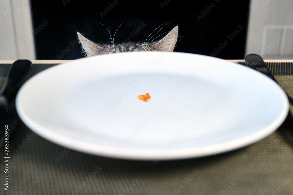 The cat went into hiding, ears sticking out from behind the plate ...