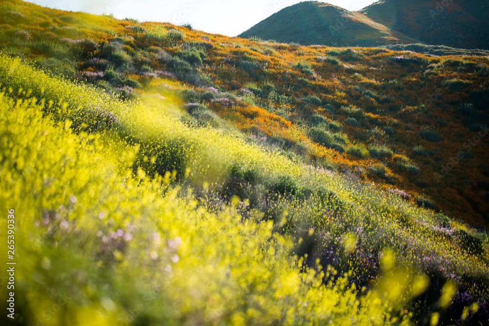 Yellow California Wild Flowers 04 Stock Photo | Adobe Stock