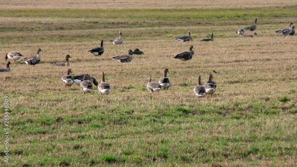 A flock of wild gray geese flies from the field into the sky. Wildlife ...