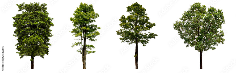 Beautiful fresh green deciduous tree isolated on pure white background ...