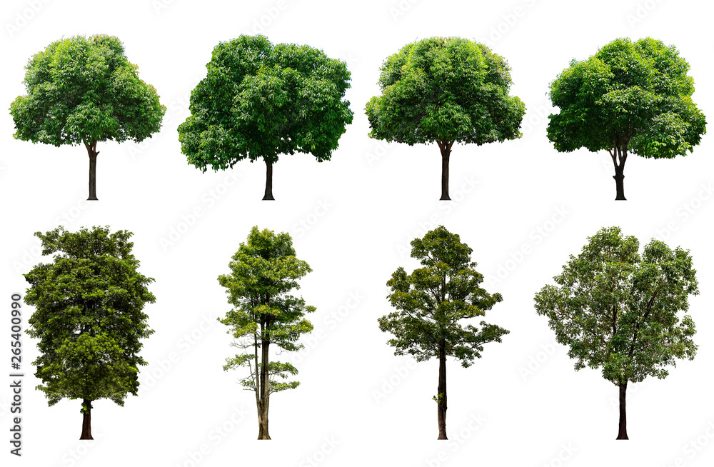 Beautiful fresh green deciduous tree isolated on pure white background ...