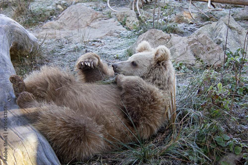 Pet Brown Bear Cubs