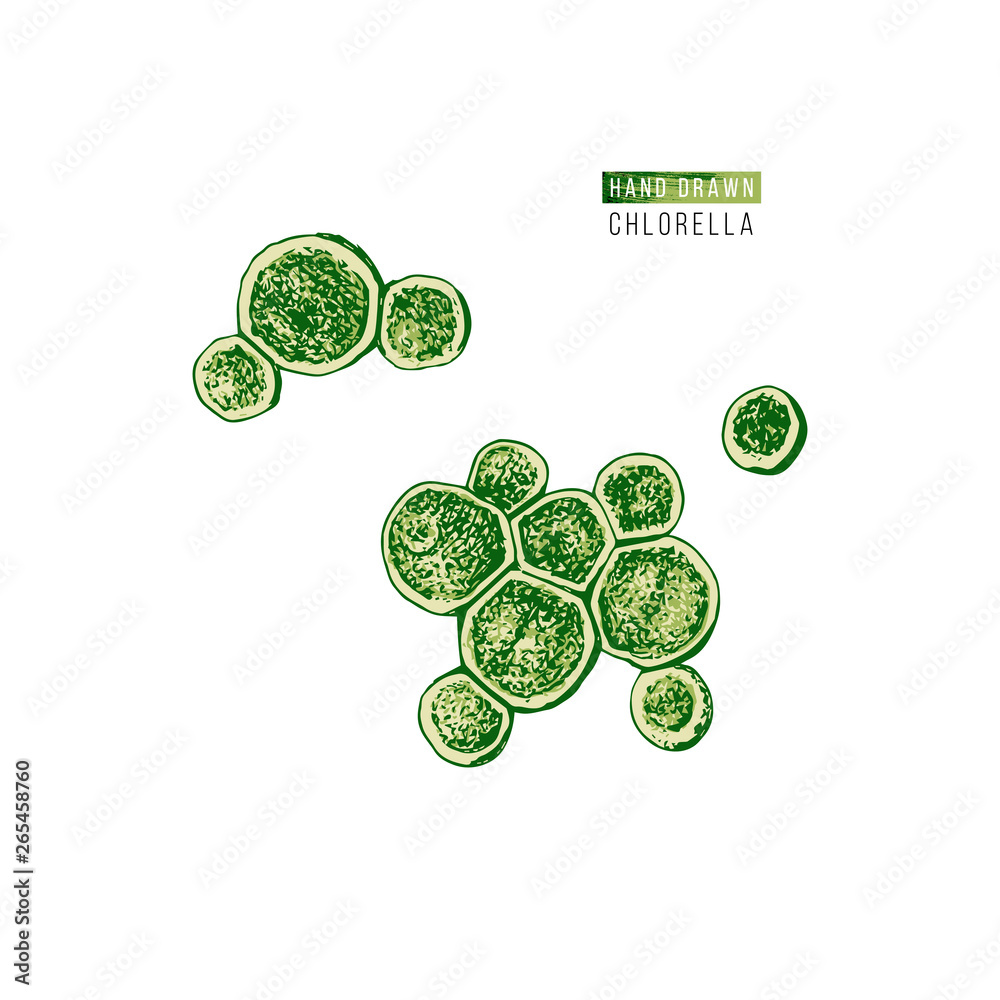Chlorella Algae Under Microscope