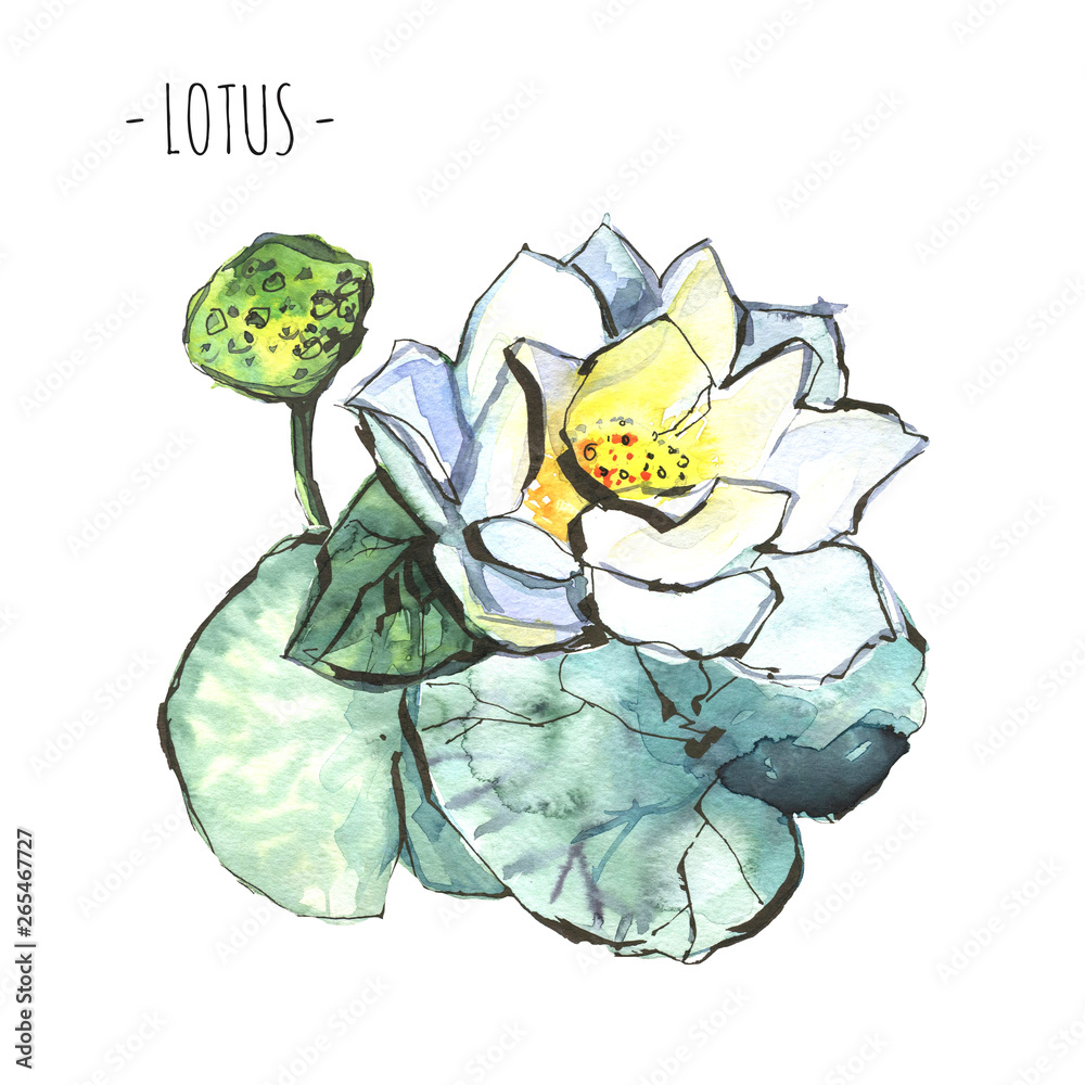 Composition with lotus. Hand draw watercolor illustration.The lotuses ...