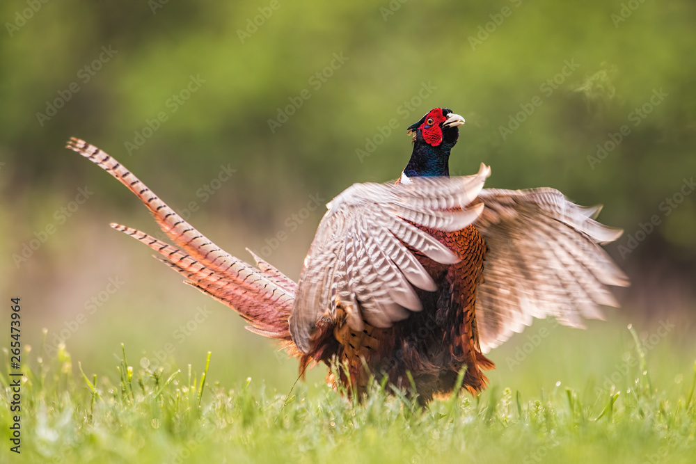 Common pheasant, phasianus colchicus, male calling during breeding ...