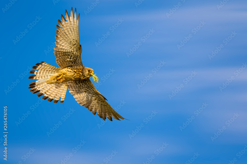 Flying falcon. Isolated image. BLue sky background. Motion blur. Stock ...