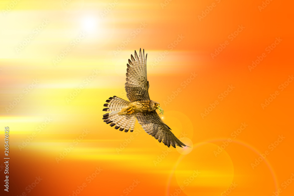 Flying falcon. Isolated image. Motion blur. Sunset Sky background ...
