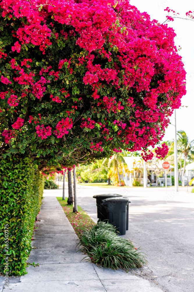 Florida Keys Plants And Flowers | Best Flower Site