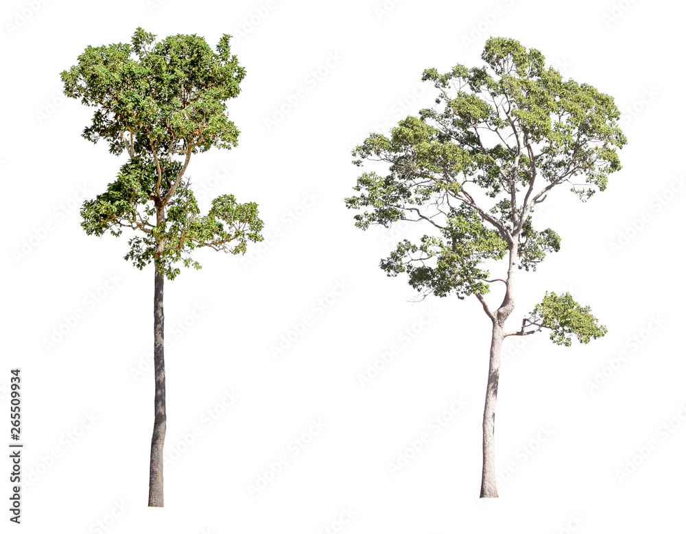 Collection of isolated trees on a white background. Beautiful tree It ...