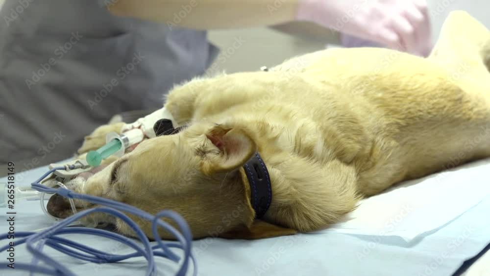 Veterinary surgery in a veterinary clinic. Preparing the animal for ...