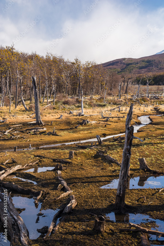 Floaded old forest attacked by exotic beavers, resposible of building ...