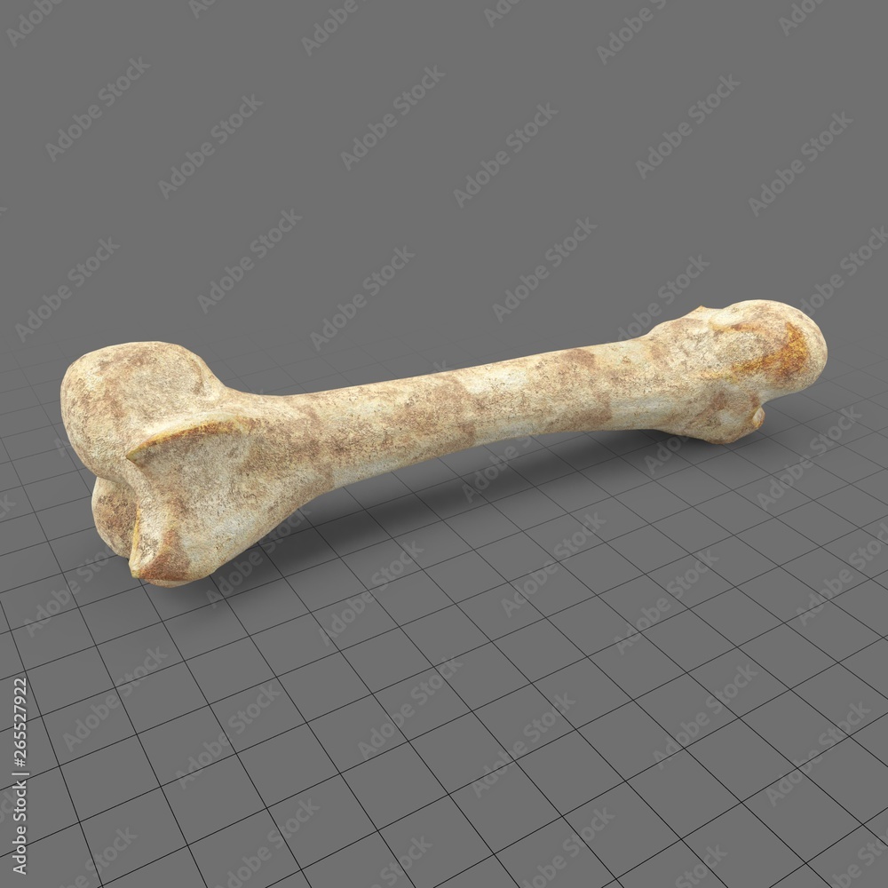 Bone Stock 3D アセット | Adobe Stock