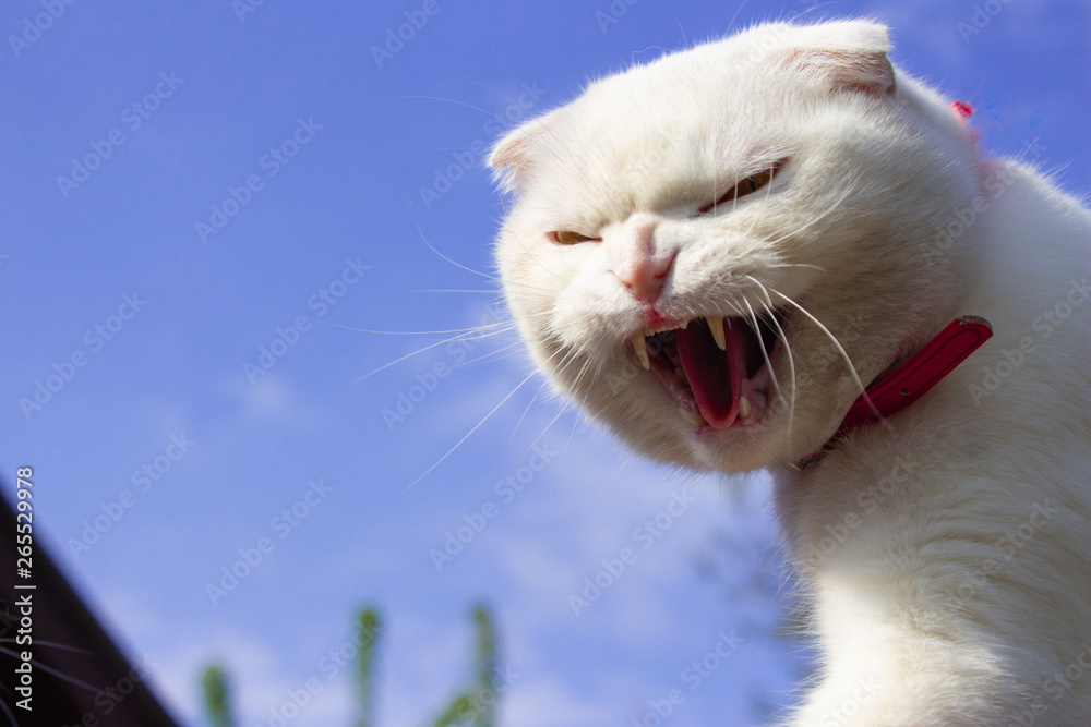 Aggression, anger, rabies. Growling cat. Сat on a background of blue ...