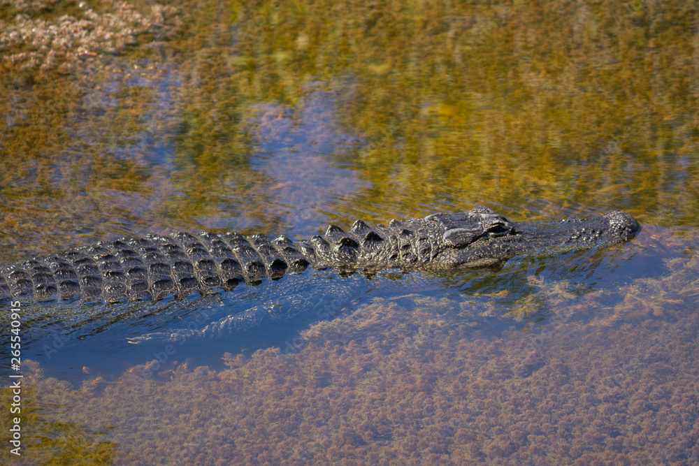Alligator swimming in shallow water at Merritt Island Florida Stock ...