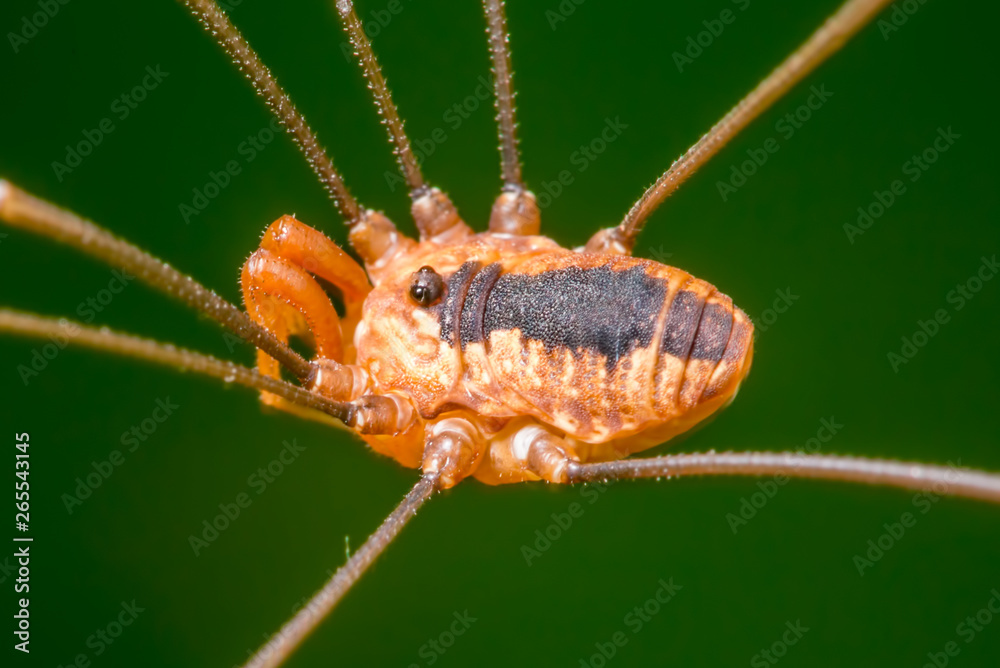Harvestman arachnid - daddy longlegs spider - closeup portrait of eyes ...