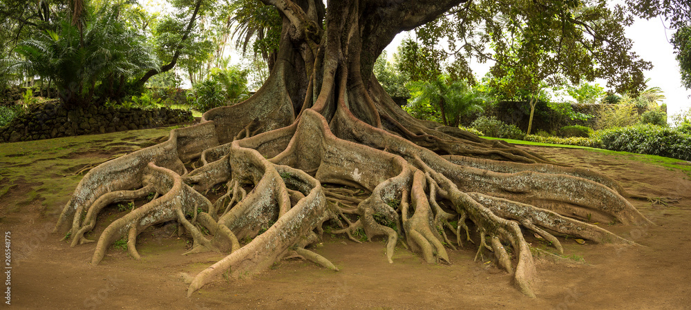 Elevated tree roots in park Stock Photo | Adobe Stock