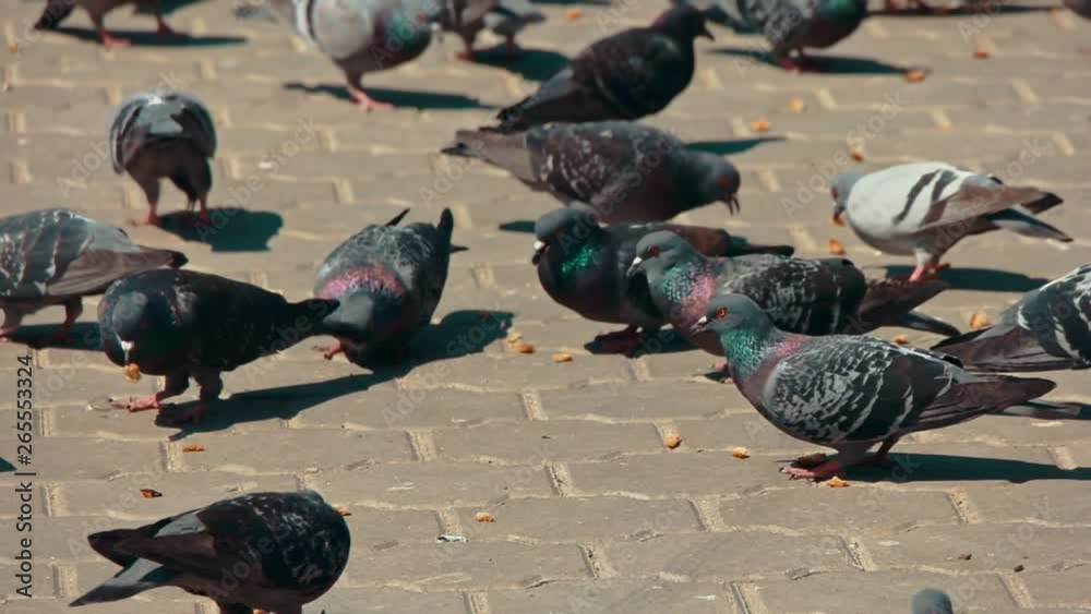 Large group of pigeons walking and bobbing their heads and pecking at ...