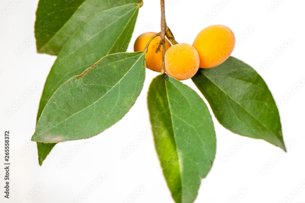 Willughbeia edulis Roxb in the family APOCYNACEAE, wild tropical fruit ...