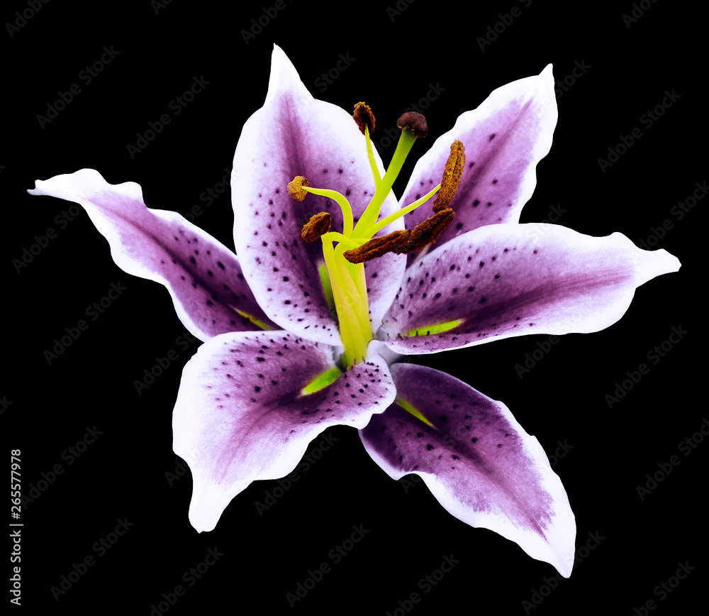 purple lily flower on a black background isolated with clipping path ...