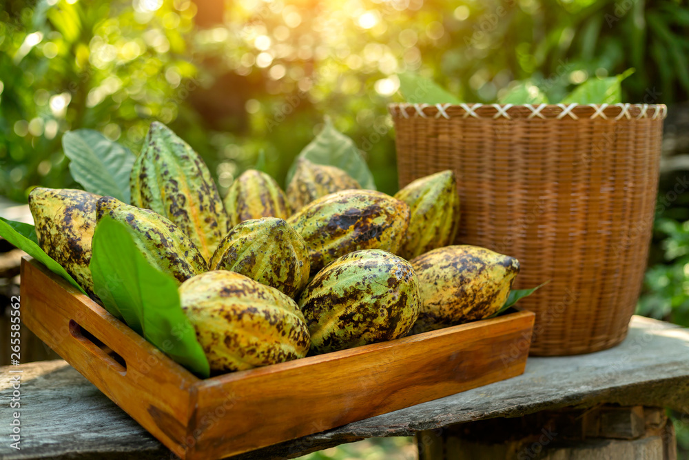 Cacao pods cocoa pods organic chocolate farm, Cocoa effect in wooden ...