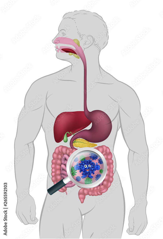 Fun gut bacteria cartoon mascot being shown with a magnifying glass ...