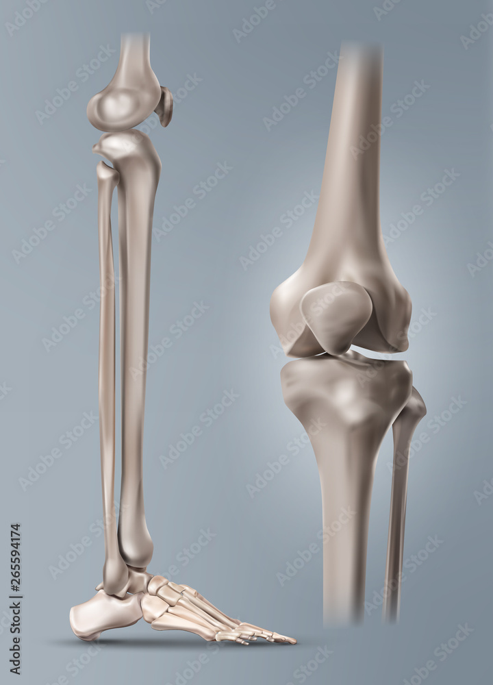 Human Leg Joints
