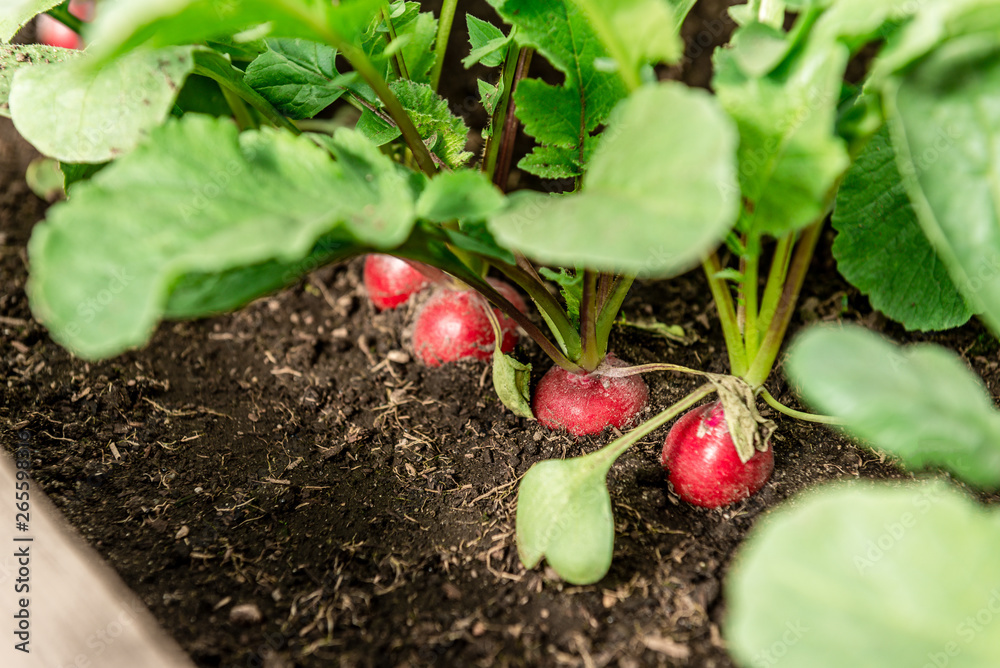 Young Radish Plants