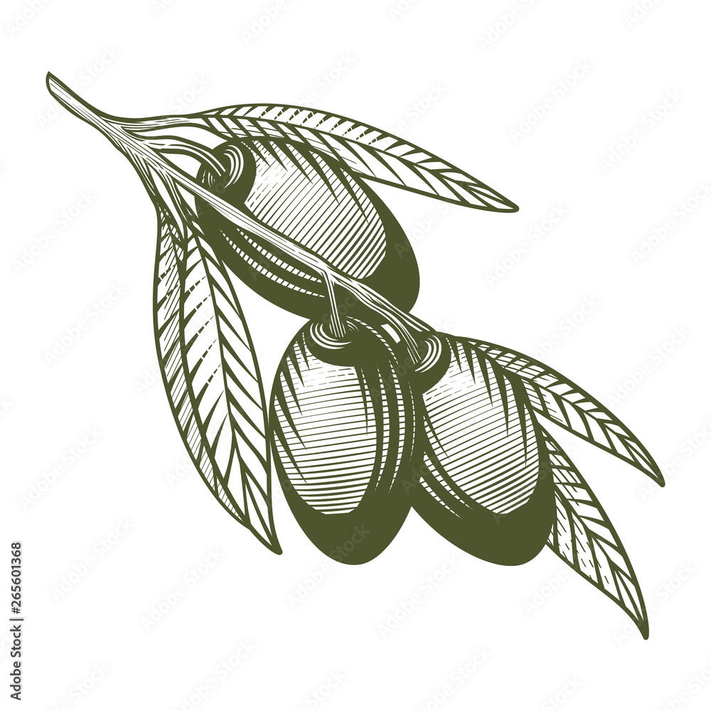 Olive branch. Vector hand drawn illustration of olive branch in ...