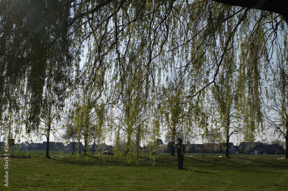 Weide,Baum,tree,sorghum, Sudan grass, miscanthus, poplar, willow ...