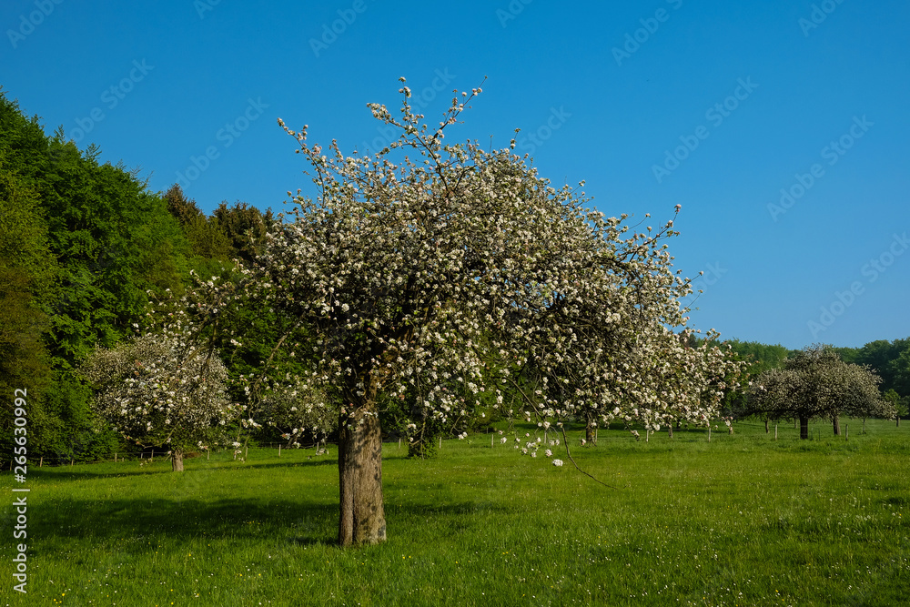 Blühende Apfelbäume auf einer Streuobstwiese Stock Photo | Adobe Stock