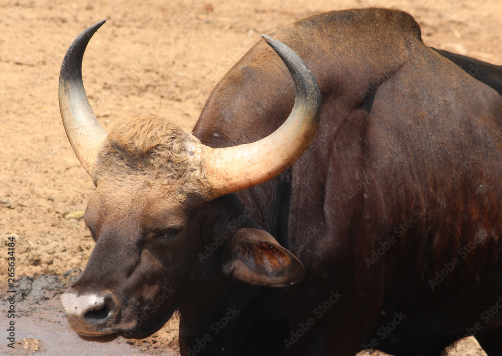 gaur Stock Photo | Adobe Stock