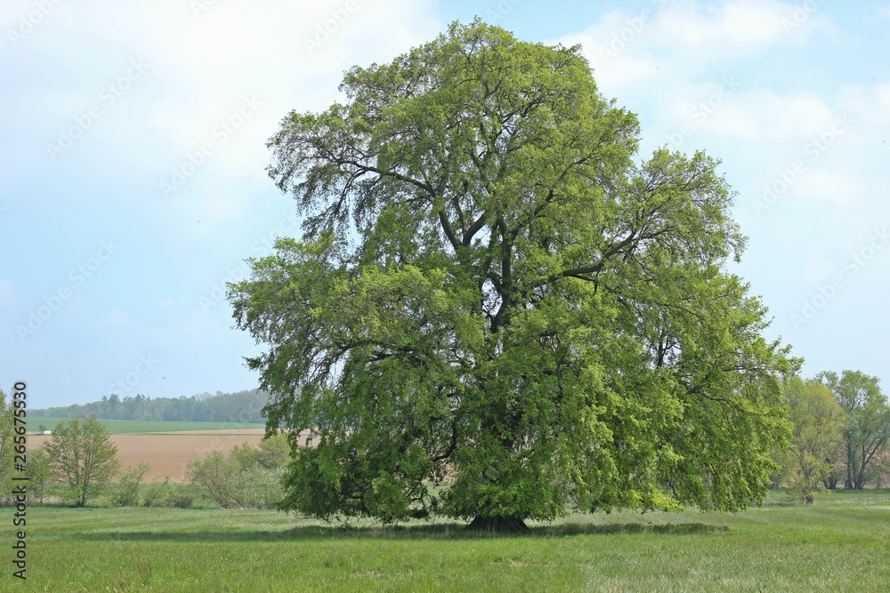 120 Jahre alte Flatterulme (Ulmus laevis) in Nordhessen Stock Photo ...
