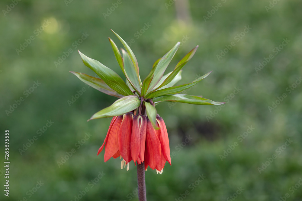 Turkish mountains in the skirts of the opposite lilies. Inverted lilies ...
