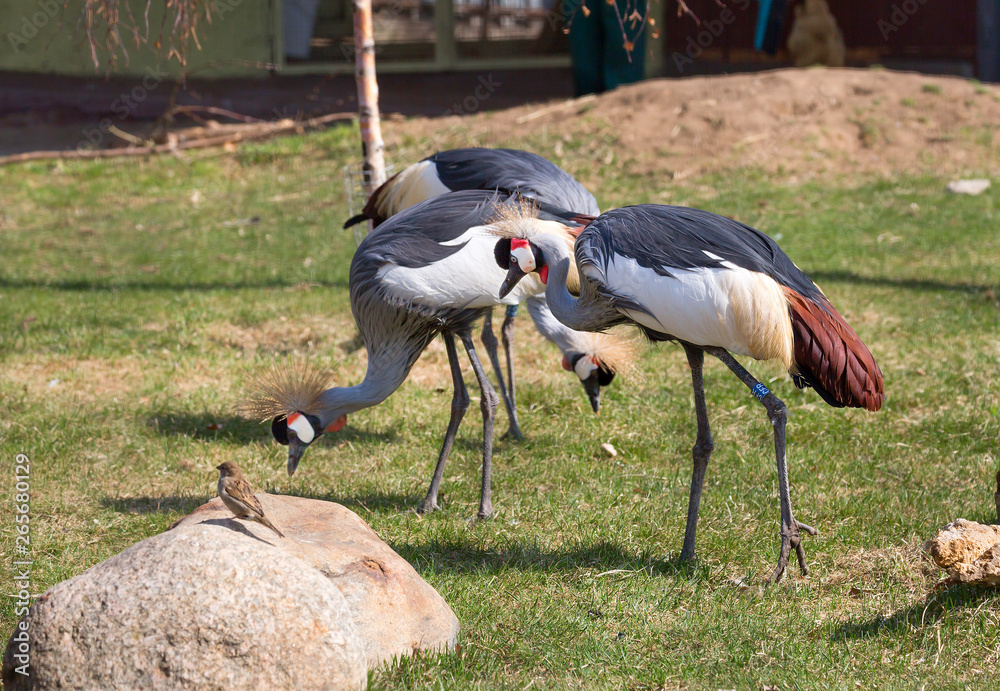 Crowned Crane. Crowned crane is a large bird from the family of real ...