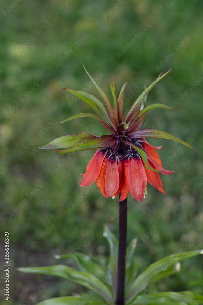 Turkish mountains in the skirts of the opposite lilies. Inverted lilies ...
