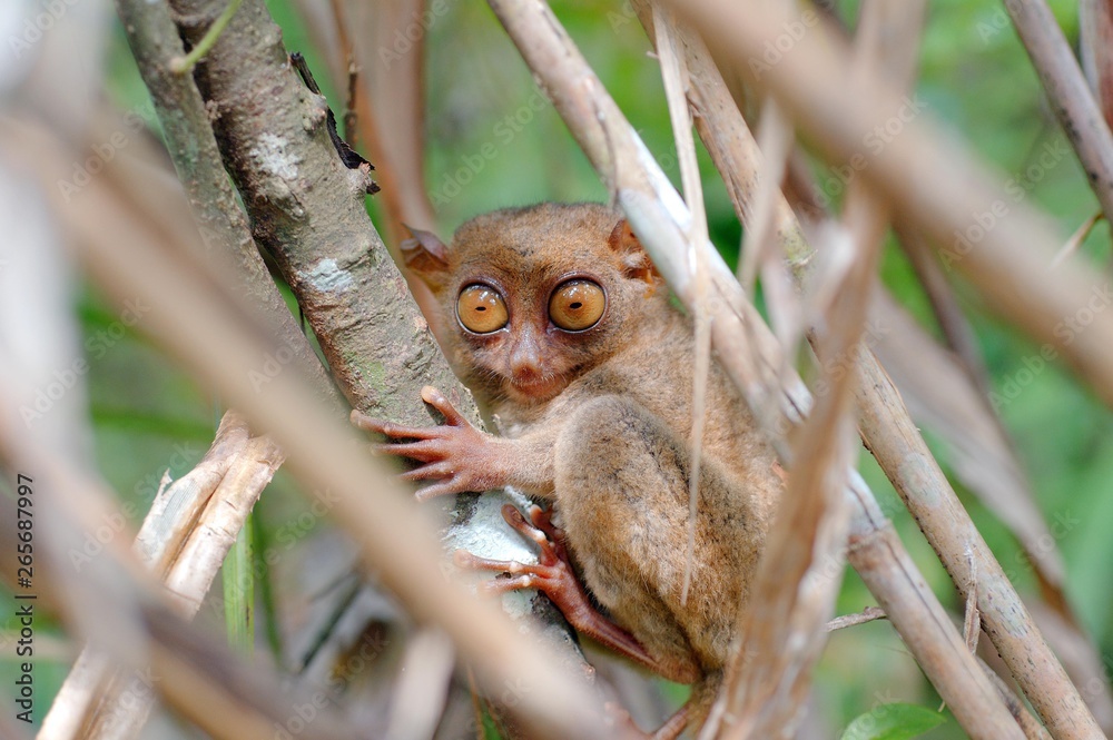 Philippine Tarsier (Carlito syrichta) sitting in a tree, Bohol Island ...