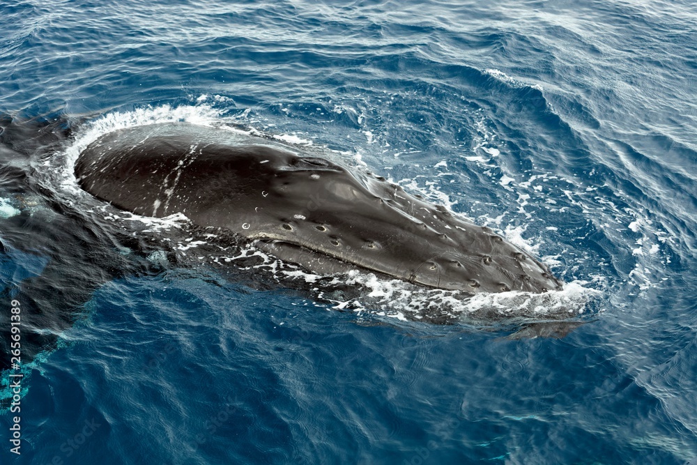 Humpback whale (Megaptera novaeangliae), floats on sea, mouth or skin ...