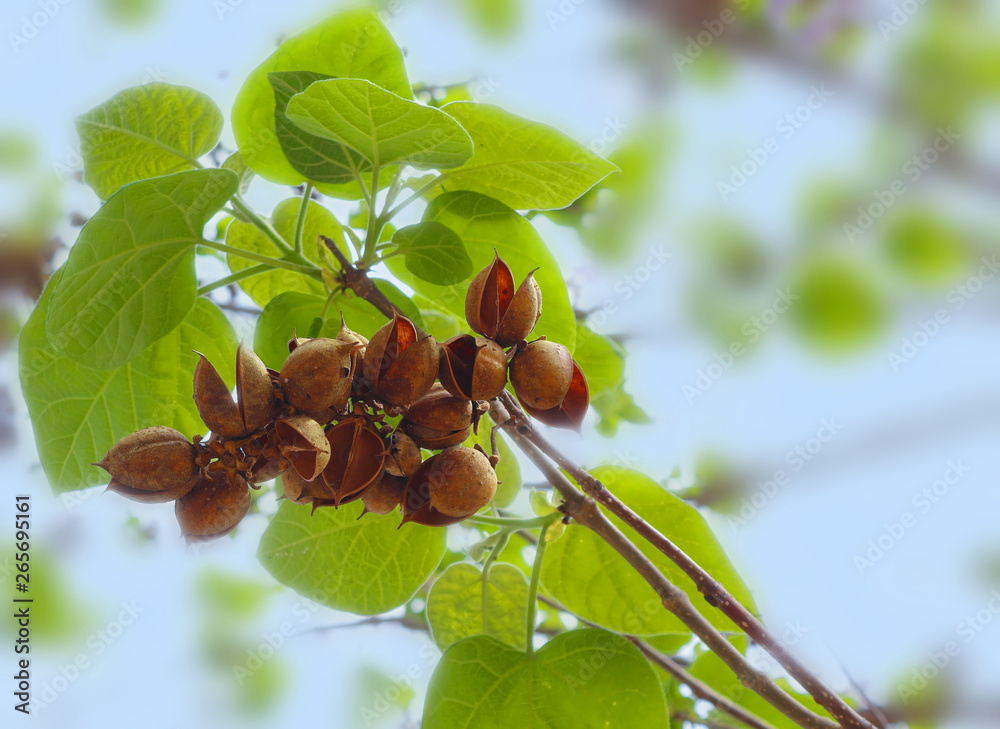 Paulownia Tomentosa tree seeds Stock Photo | Adobe Stock