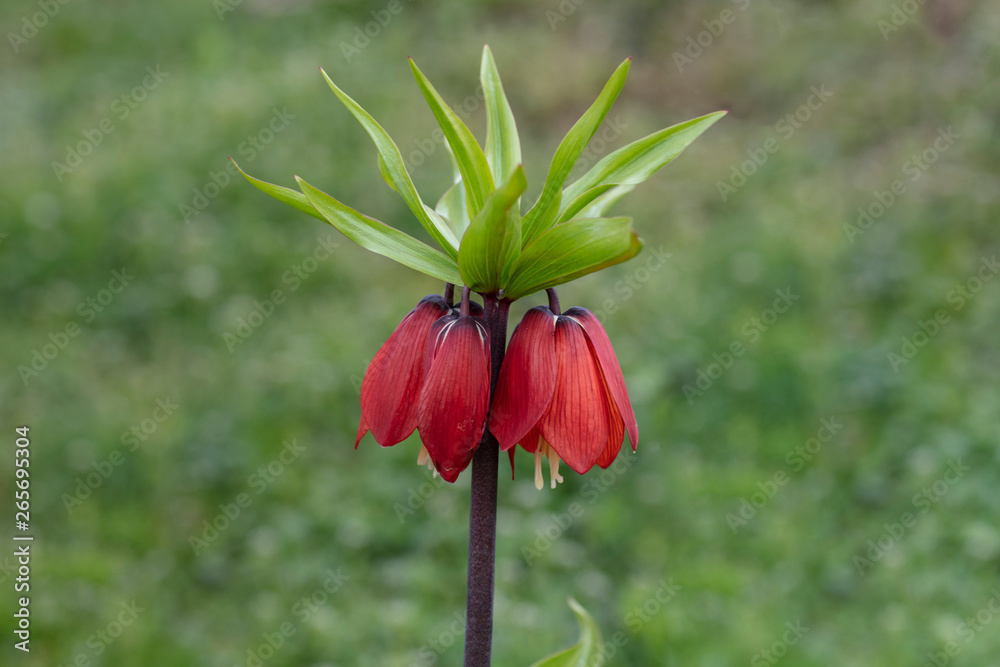 Fotka „Ters Lale: It is an endemic species belonging to the Anatolian ...