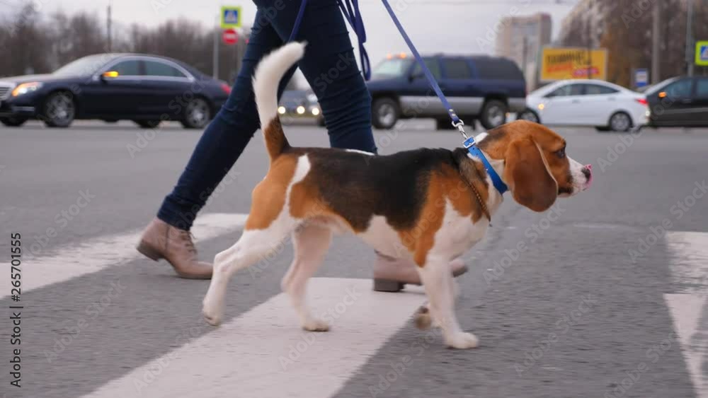 Adorable obedient dog walk on leash near owner girl at pedestrian ...