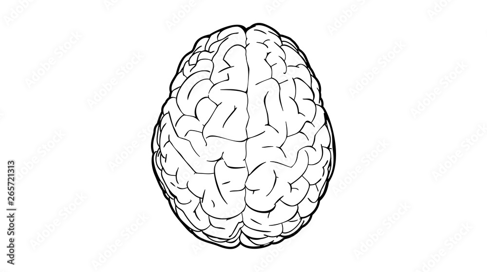 Brain top view illustration black line on white BG Stock Vector | Adobe ...