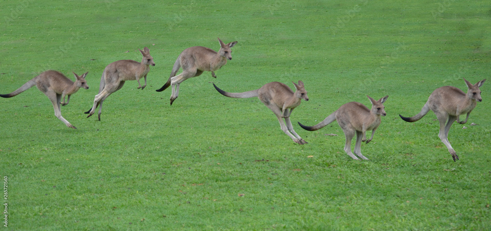 kangaroos hopping sequence Stock Photo | Adobe Stock