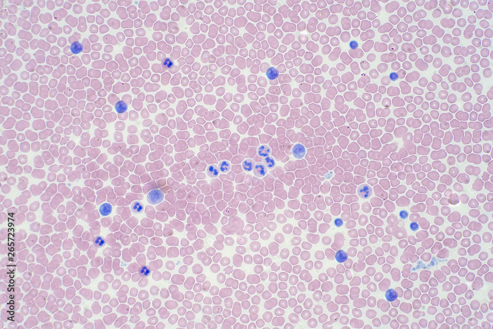 Blood cells under microscope view for histology education. Stock Photo ...
