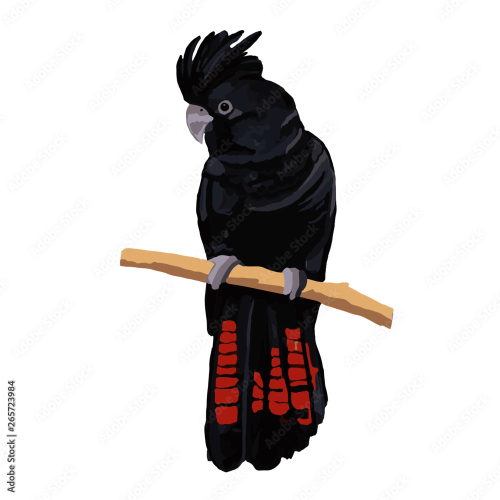 Black Cockatoo Conan