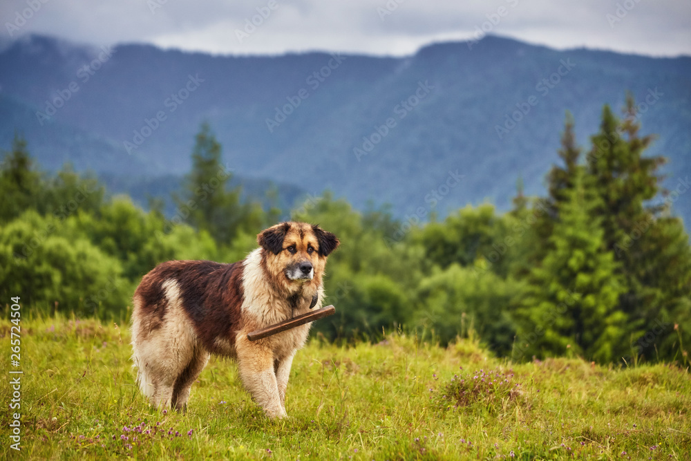 Romanian Shepherd